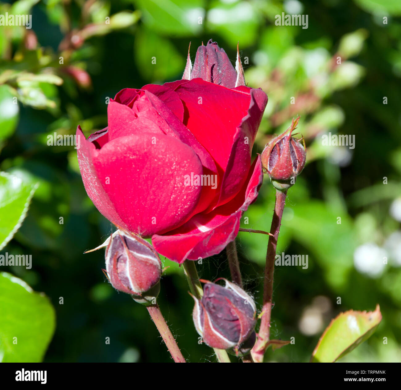 Rose lili marlene Banque de photographies et d’images à haute ...