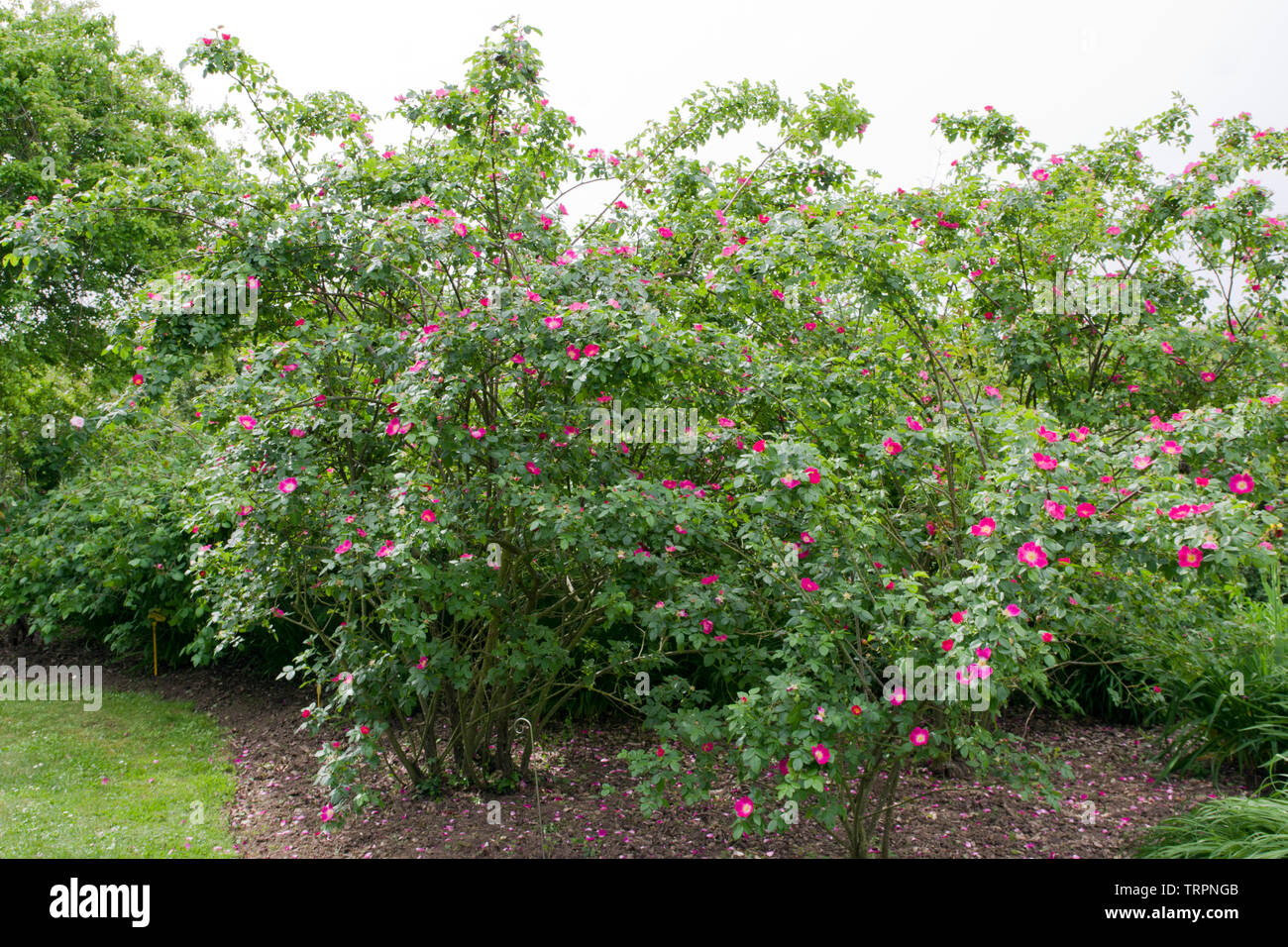 Rosa canina kiese Banque de photographies et d’images à haute ...