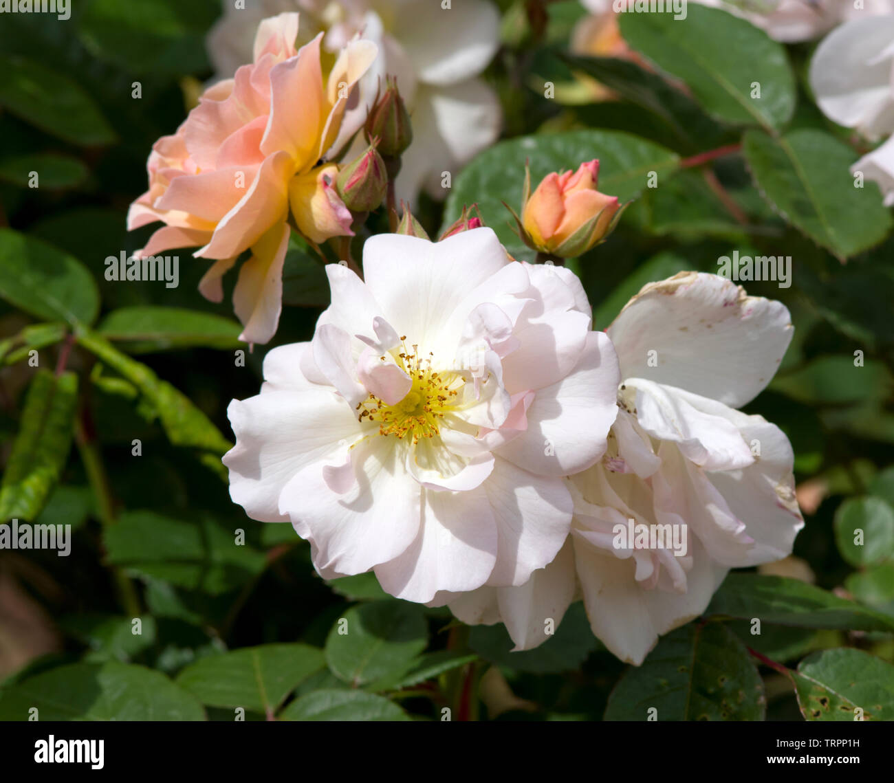 Rosa penelope Banque de photographies et d’images à haute résolution ...