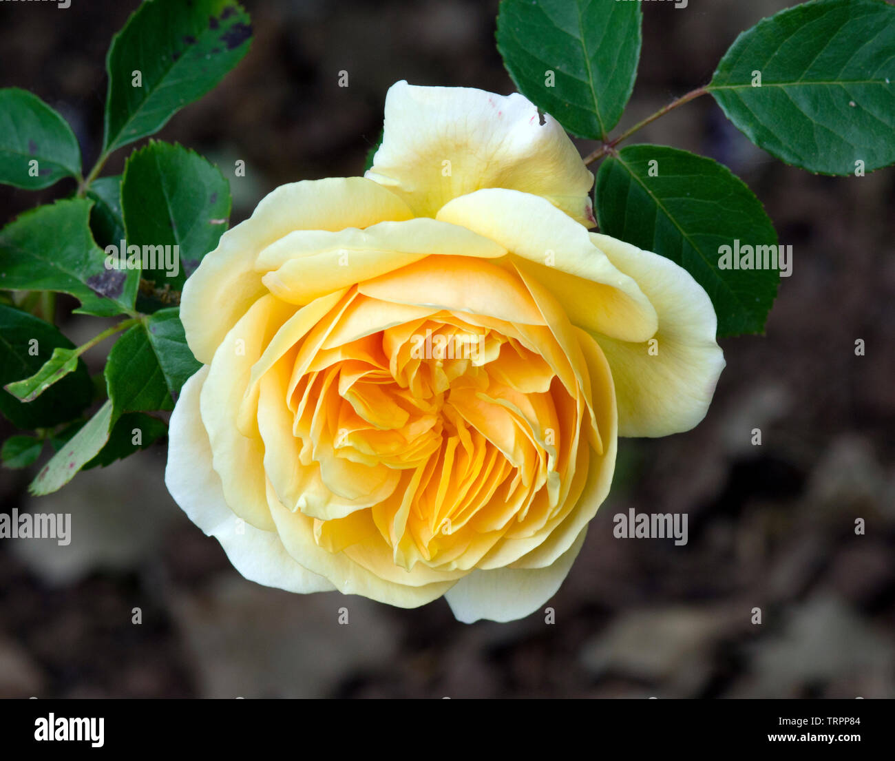 Rose graham thomas Banque de photographies et d’images à haute ...