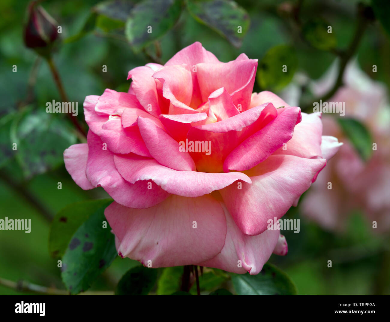 Rosa compassion climbing rose Banque de photographies et d’images à ...