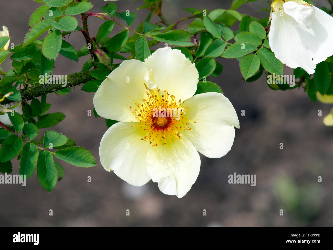 Hybride spinosissima rose aicha Banque de photographies et d’images à ...