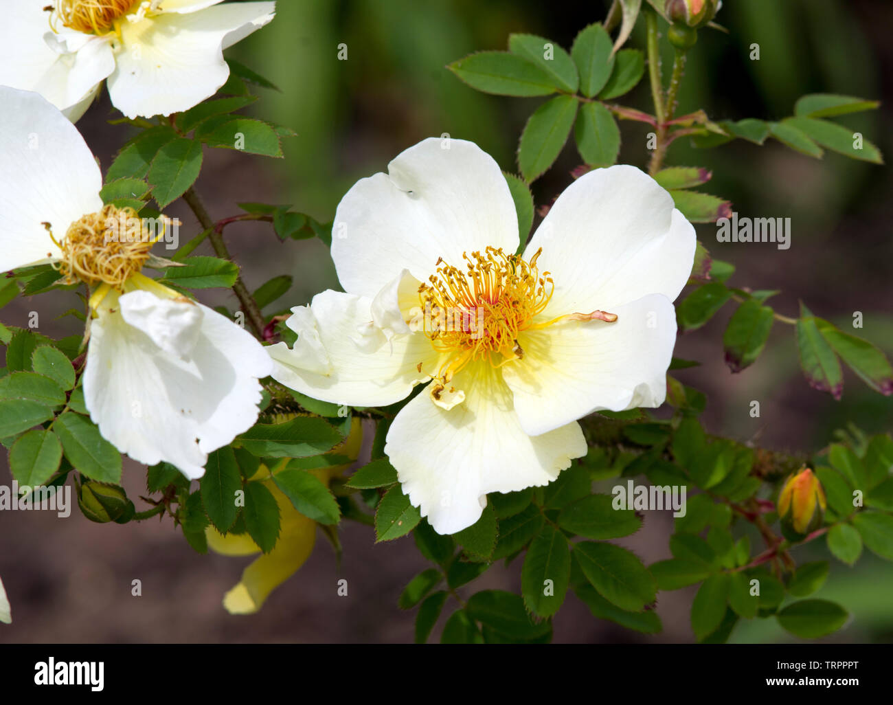 Hybride spinosissima rose aicha Banque de photographies et d’images à ...