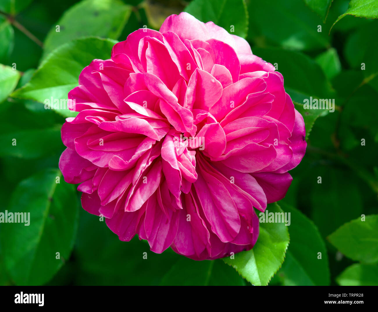 Archiduc joseph Banque de photographies et d’images à haute résolution ...