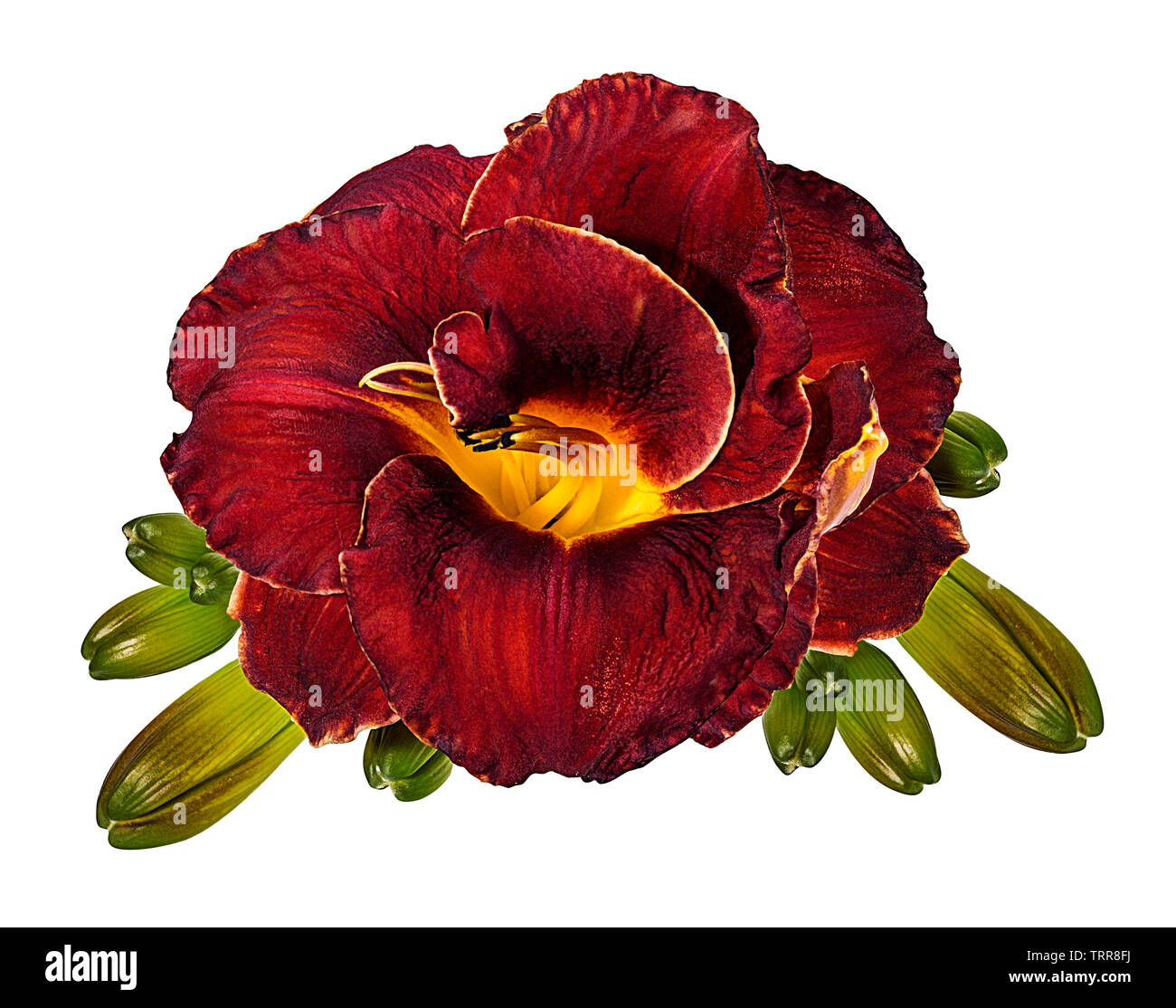 Fleur de lilly Banque d'images détourées - Alamy