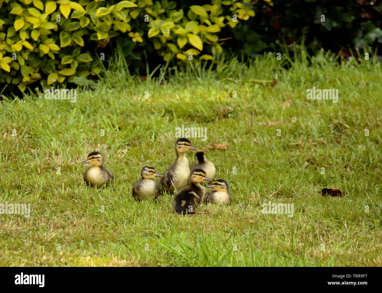 Anatomie de canard Banque de photographies et d’images à haute ...