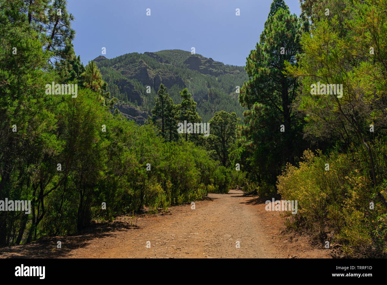 Pins canariens pinus canariensis Banque de photographies et d’images à ...