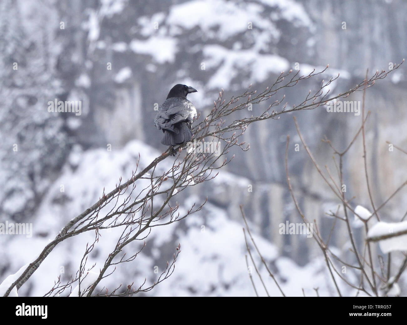 Un corbeau (Corvus corax) est perché sur une branche enquête auprès d ...
