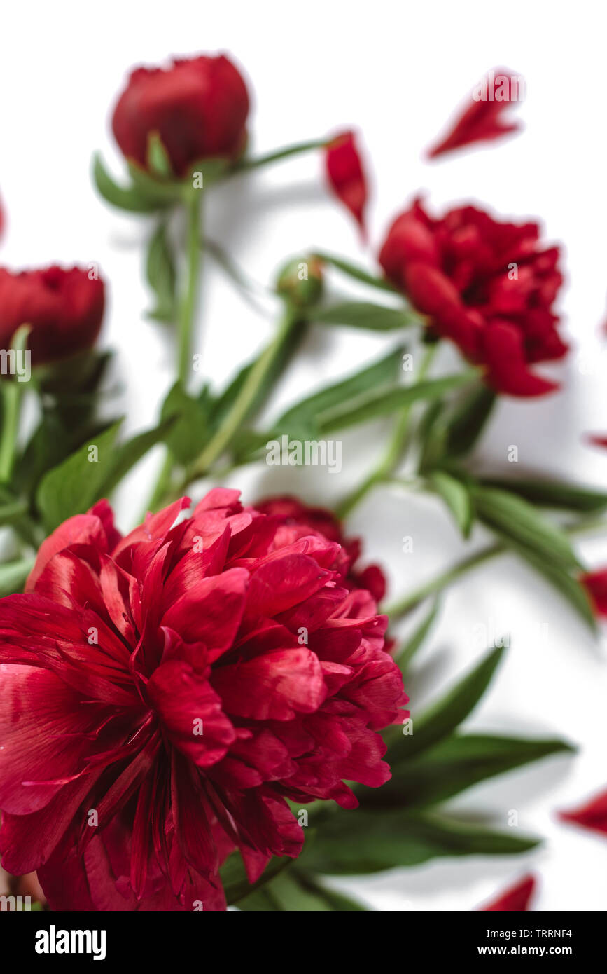 Pivoines Rouges Banque d'image et photos - Alamy