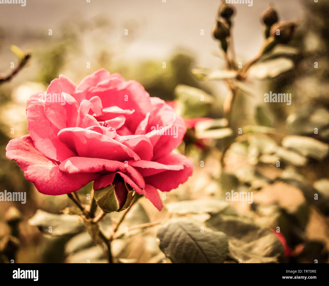 Une rose sauvage espèces dans le jardin. (Rosa rubiginosa) un arbuste à ...