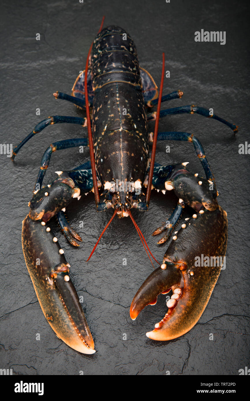 Homard vivant ardoise Banque de photographies et d’images à haute ...