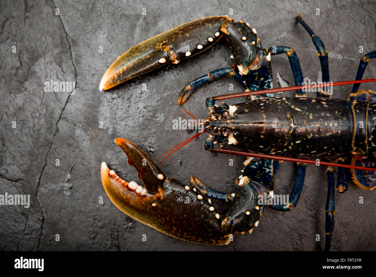 Homard vivant ardoise Banque de photographies et d’images à haute ...