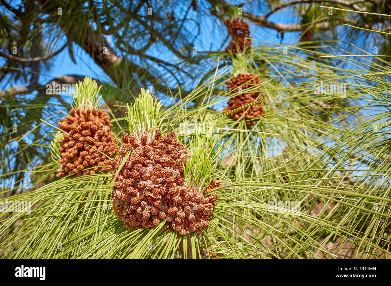 Pinus canariensis Banque de photographies et d’images à haute ...