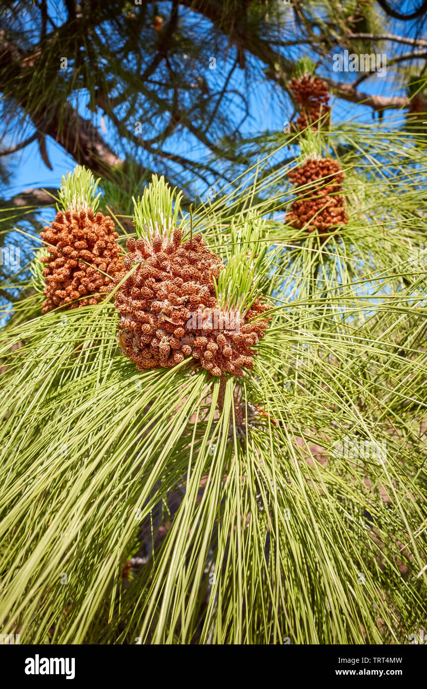 Pinus canariensis Banque de photographies et d’images à haute ...