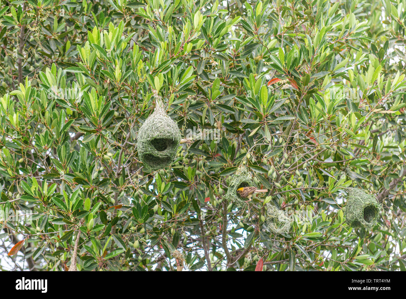 La vue étonnante de plusieurs nids d'OISEAUX WEAVER, sur l'arbre en ...