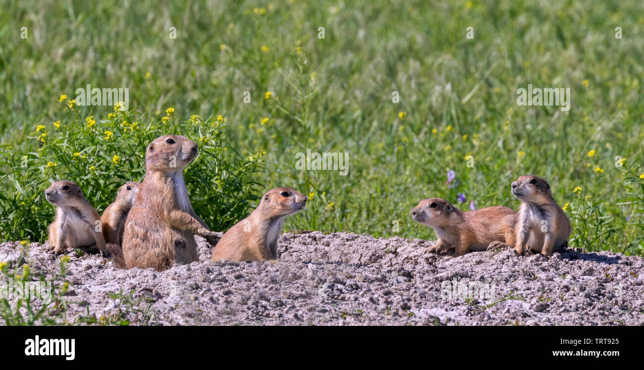 Chiens de prairie Banque de photographies et d’images à haute ...