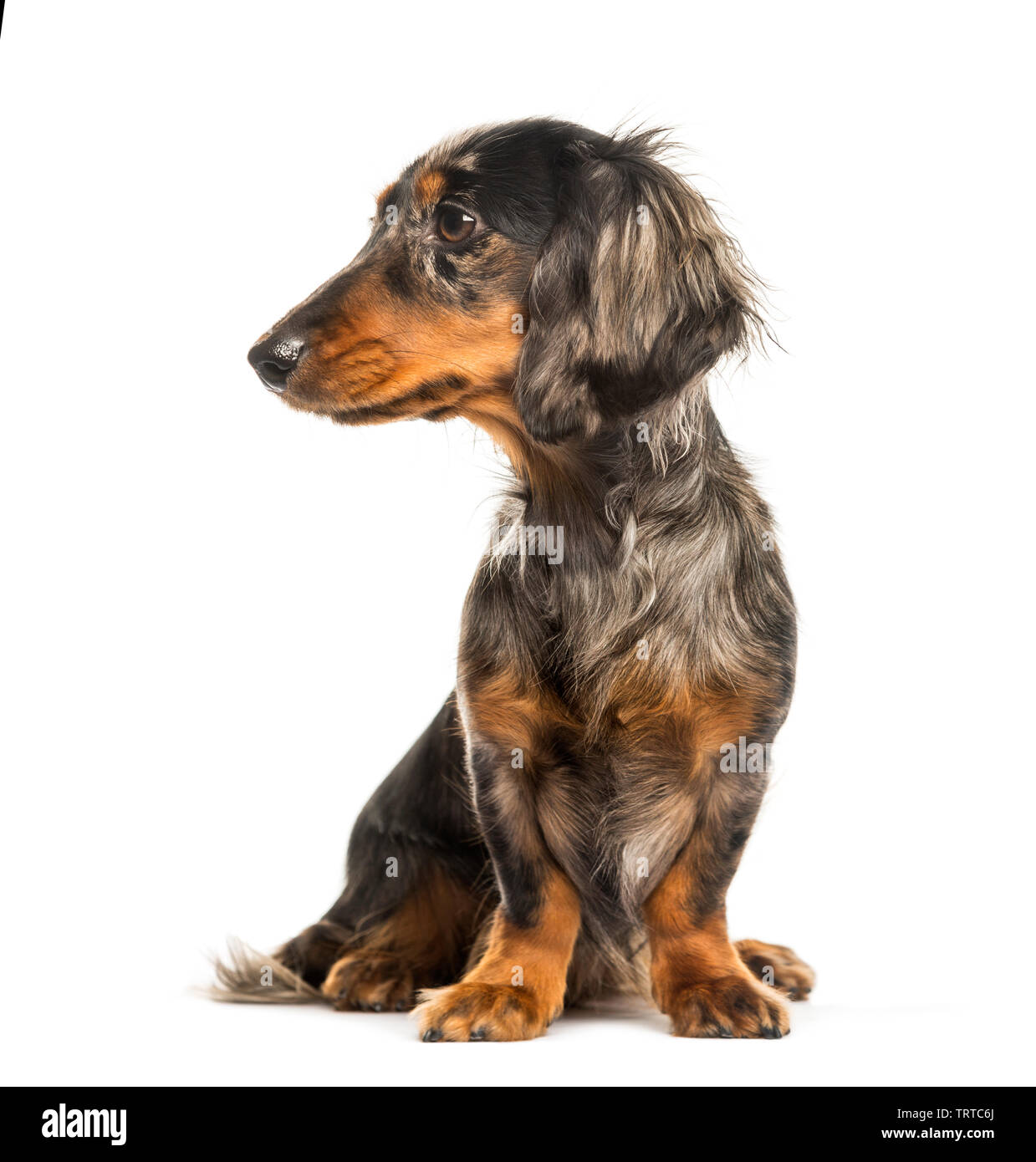 Teckel assis Banque de photographies et d’images à haute résolution - Alamy