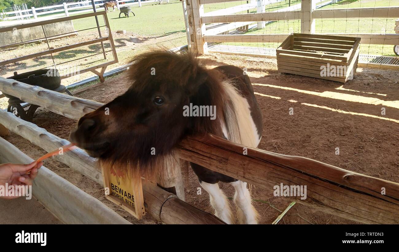 Cheval Nain Banque d'image et photos - Alamy