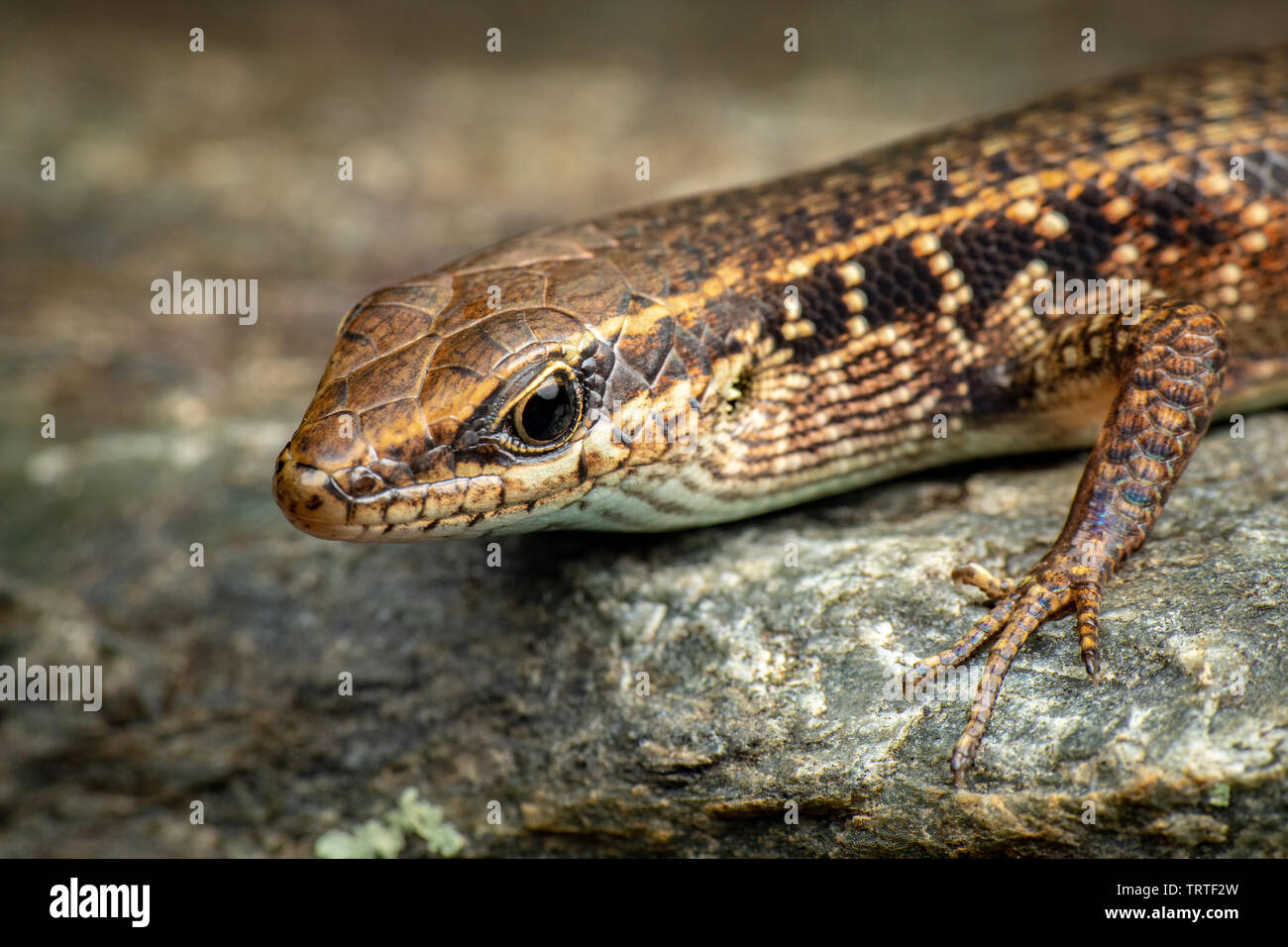 Scinque arc en ciel Banque de photographies et d’images à haute ...