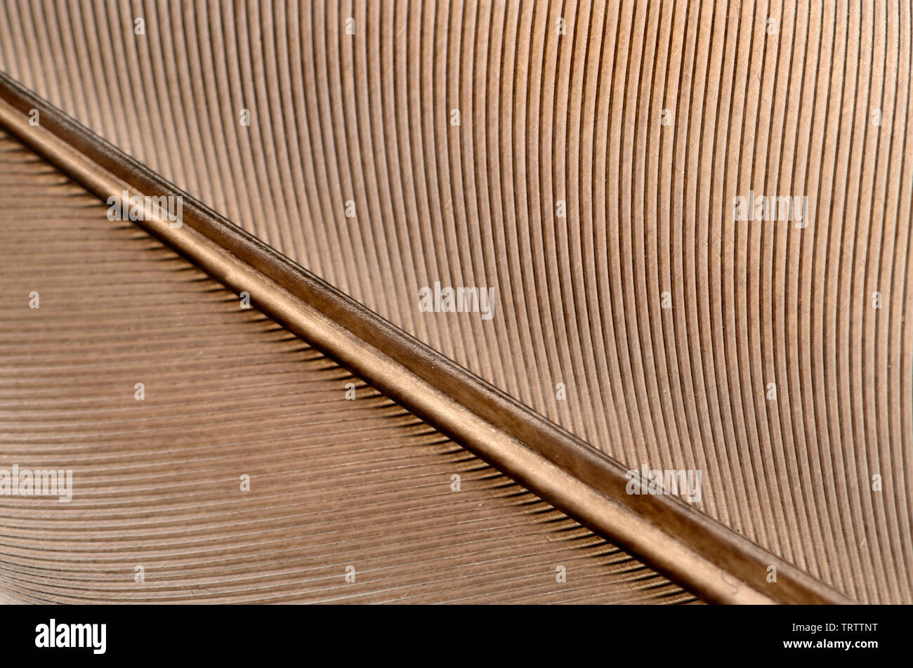 Structure de plumes Banque de photographies et d’images à haute ...