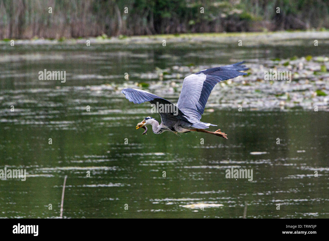 Voler Avec Un Poisson Dans Son Bec Banque d'image et photos - Alamy