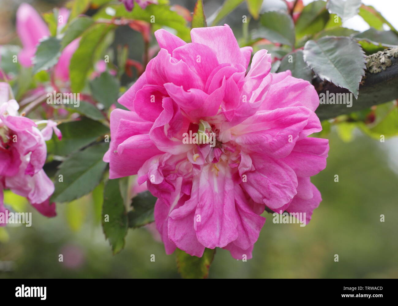 Rosa amadis rose Banque de photographies et d’images à haute résolution ...