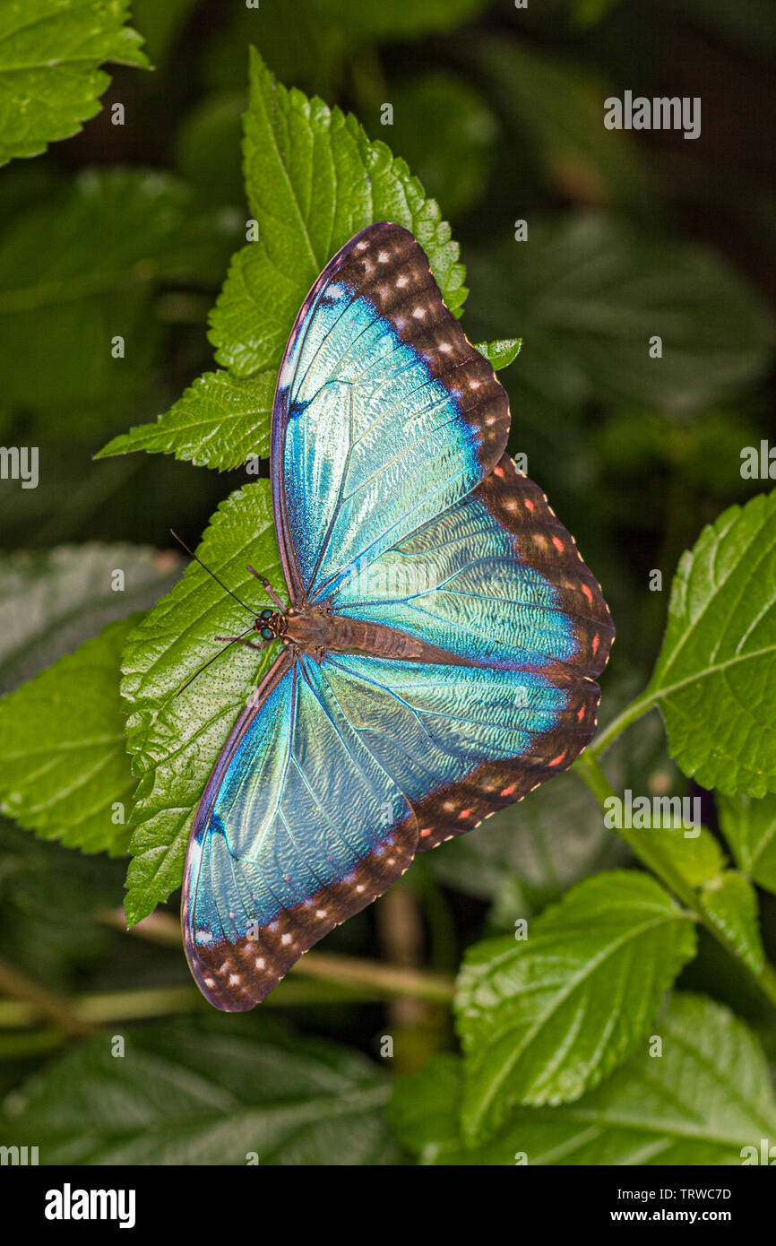 Morpho papillon bleu morpho peleides Banque de photographies et d ...