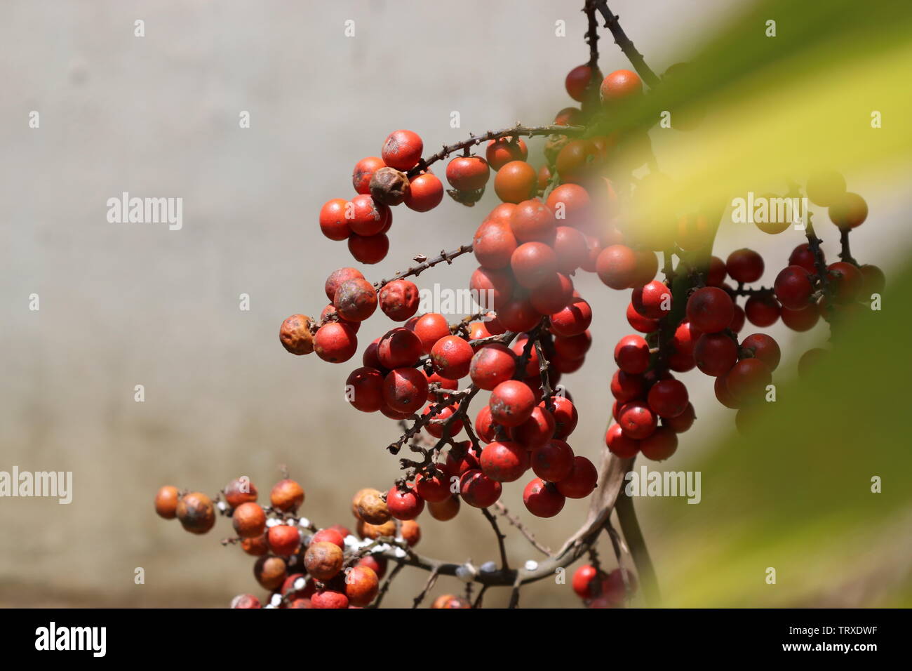 Graines rouges Banque de photographies et d’images à haute résolution ...