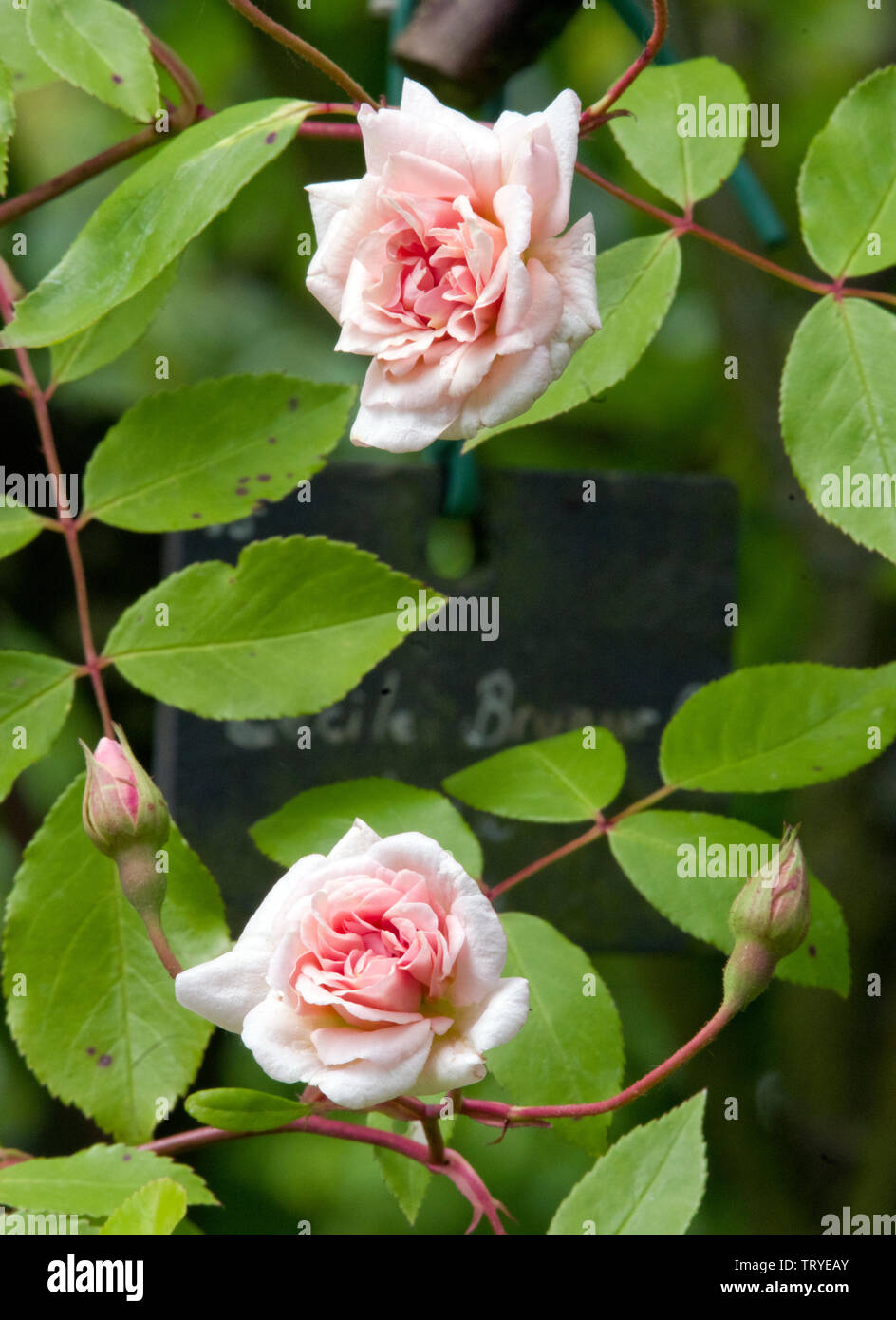 Rosa cecile brunner climbing rose Banque de photographies et d’images à ...
