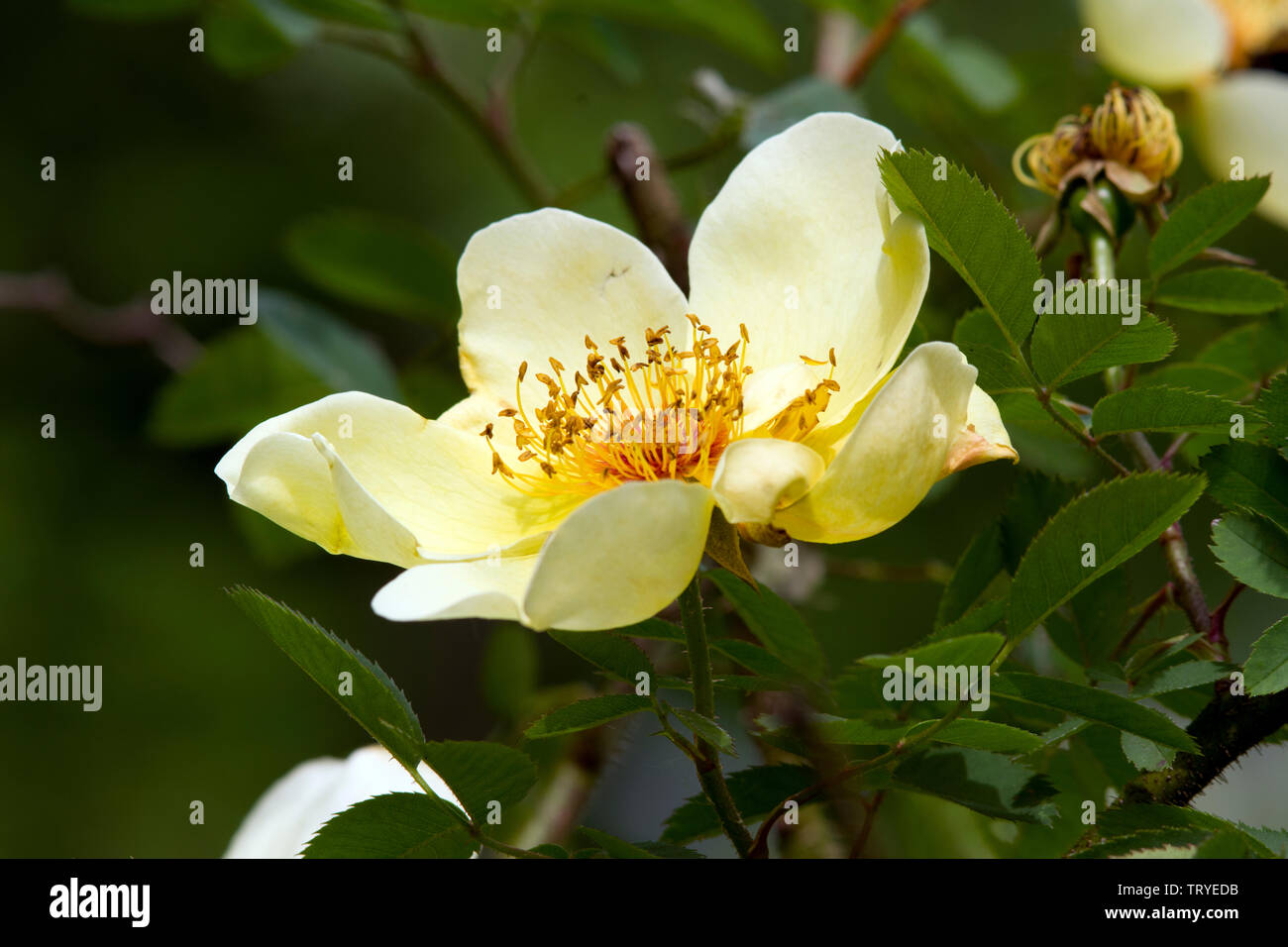 Hybride spinosissima rose aicha Banque de photographies et d’images à ...