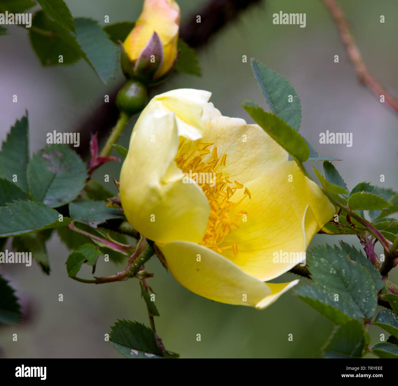 Hybride spinosissima rose aicha Banque de photographies et d’images à ...