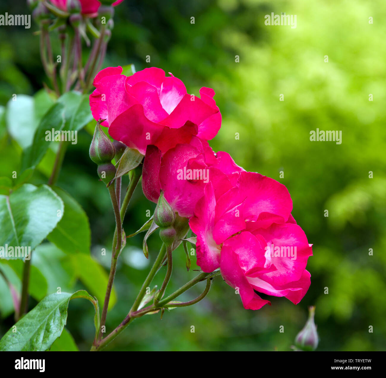 Fleurs roses bicolores Banque de photographies et d’images à haute ...