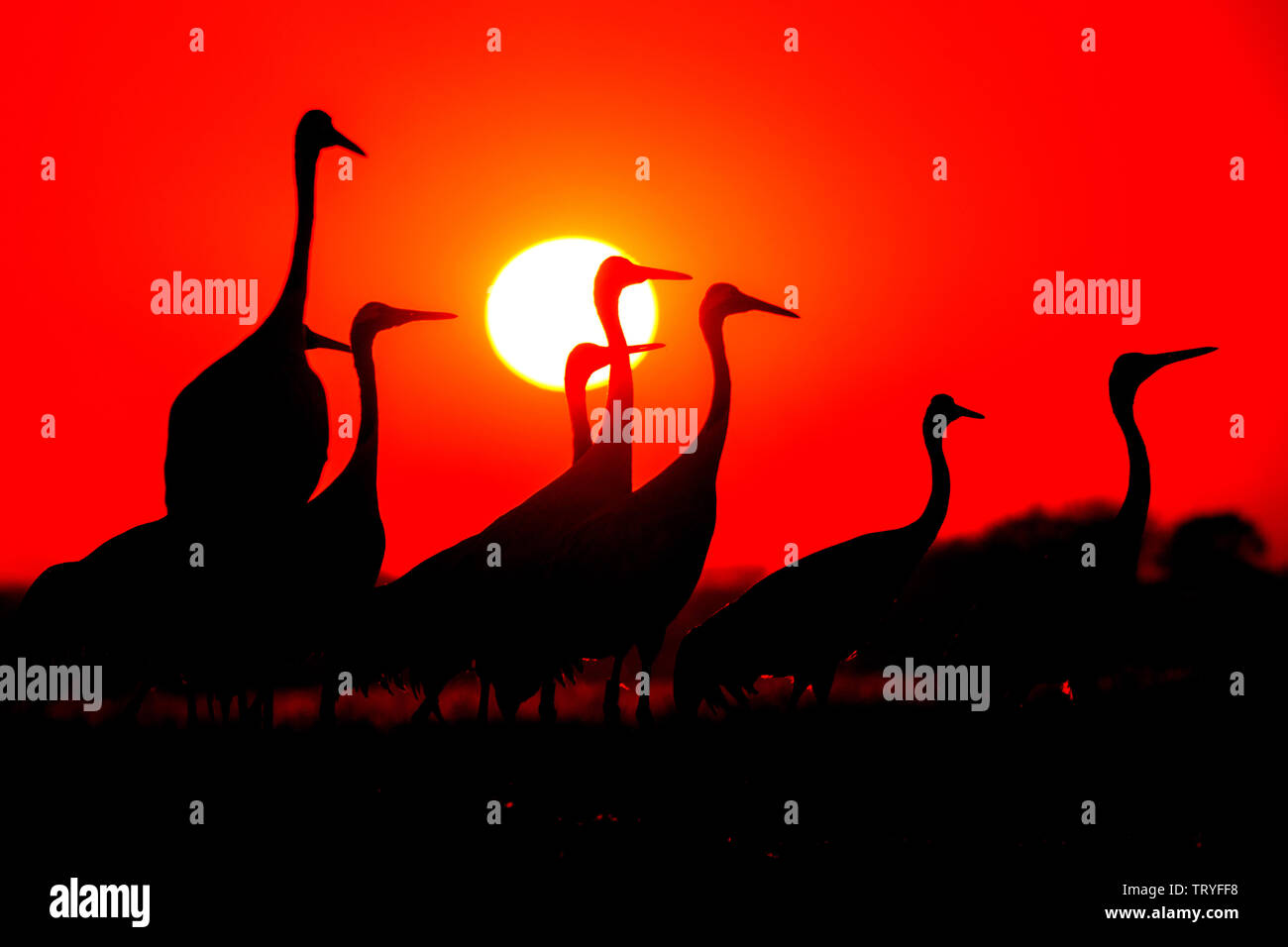 Belle grue Banque de photographies et d’images à haute résolution - Alamy