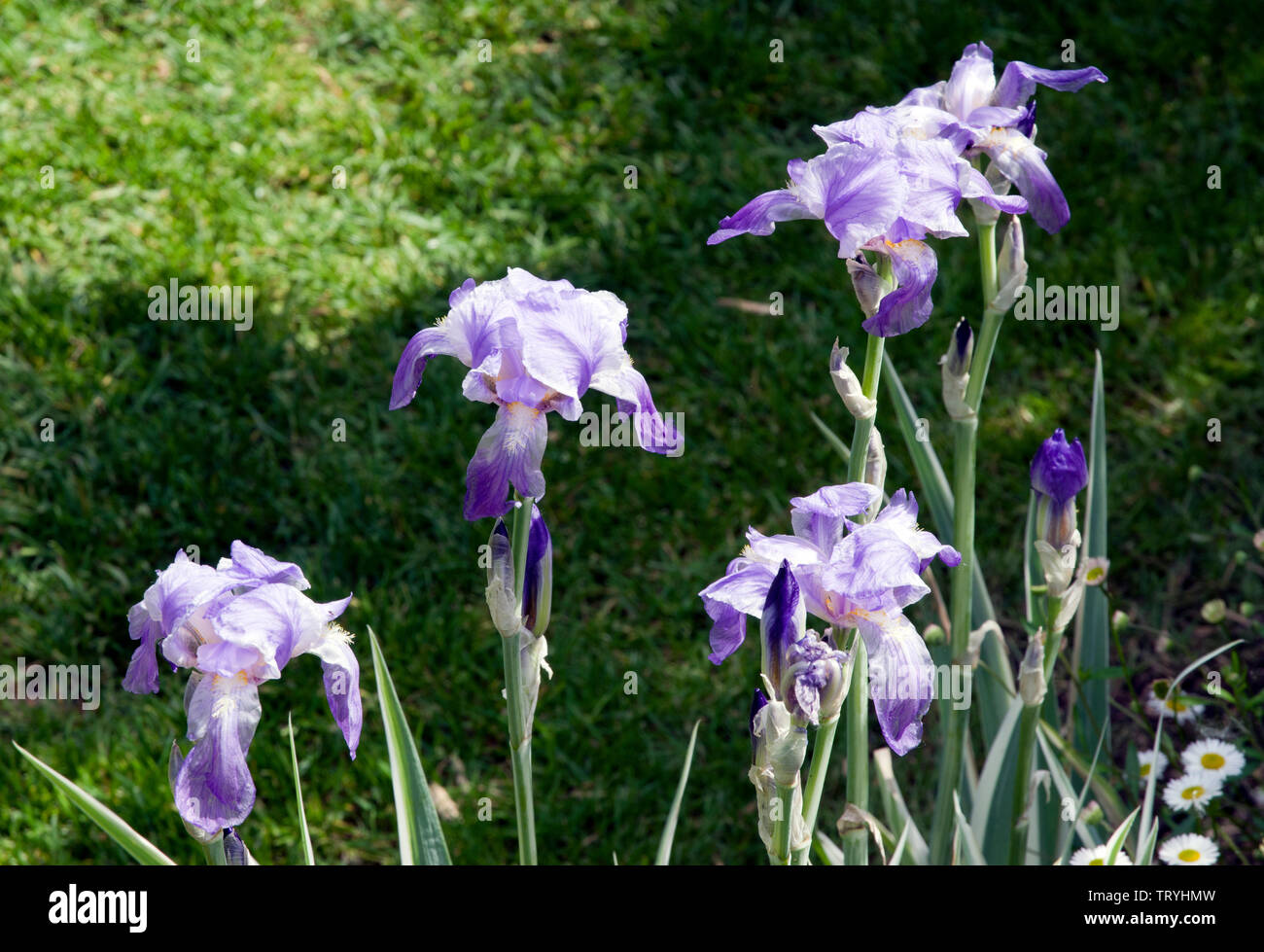 Dalmatian iris iris pallida Banque de photographies et d’images à haute ...