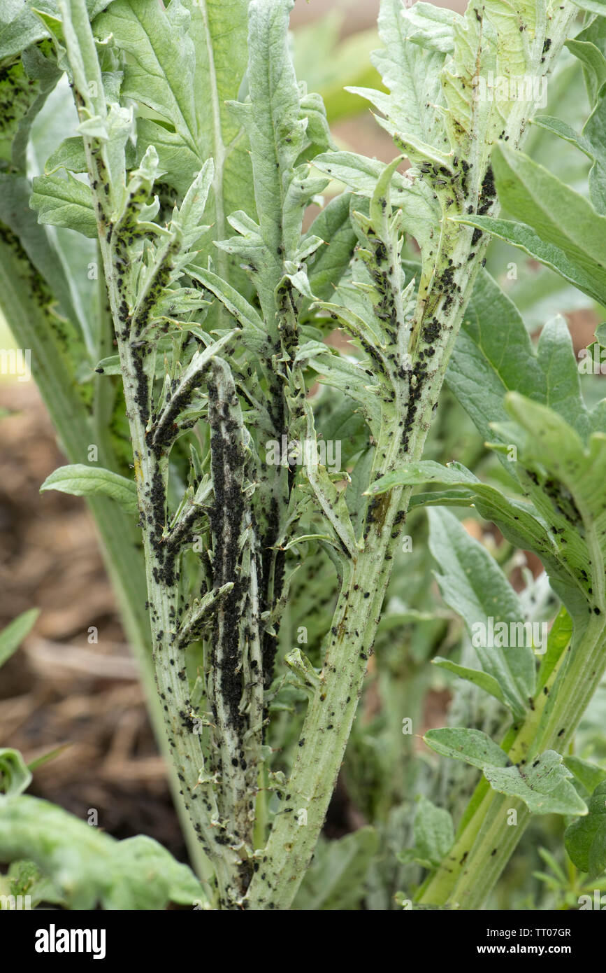 Stades de pucerons Banque de photographies et d’images à haute ...