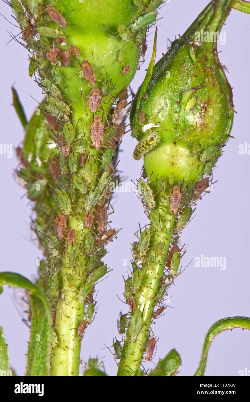 Insectes nuisibles du jardin Banque de photographies et d’images à ...