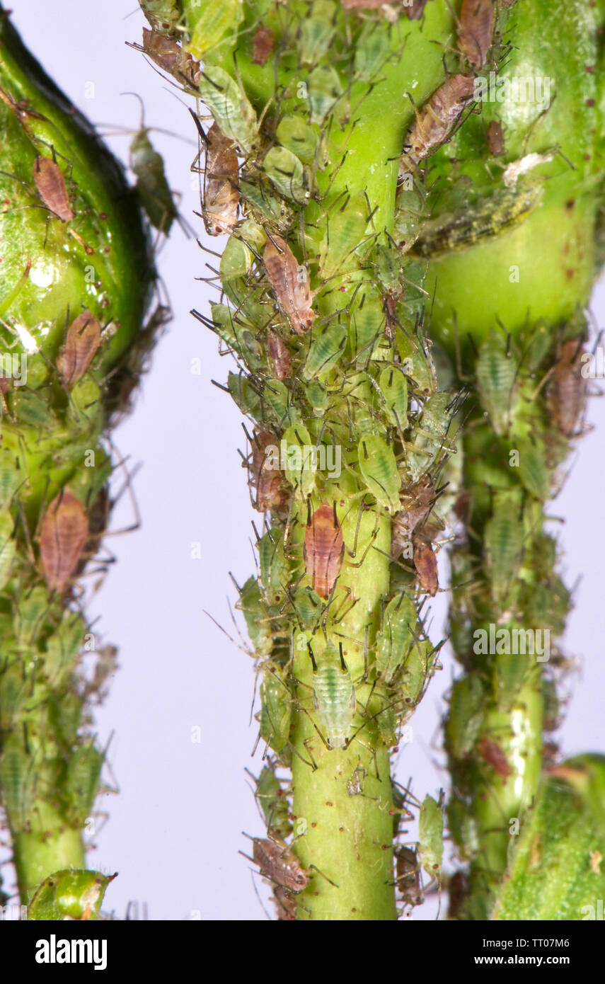 Insectes nuisibles du jardin Banque de photographies et d’images à ...