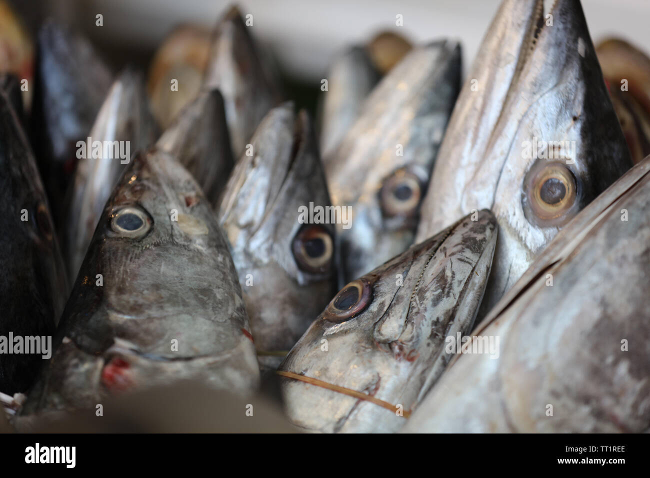 Animaux Du Marché Banque d'image et photos - Alamy