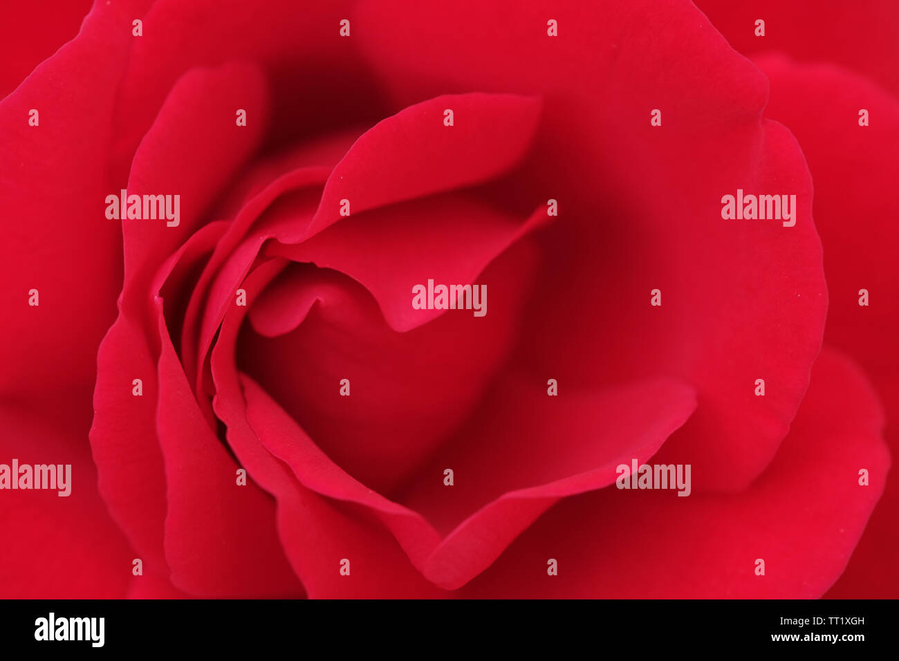 Fond d'écran rose rouge Banque de photographies et d’images à haute ...