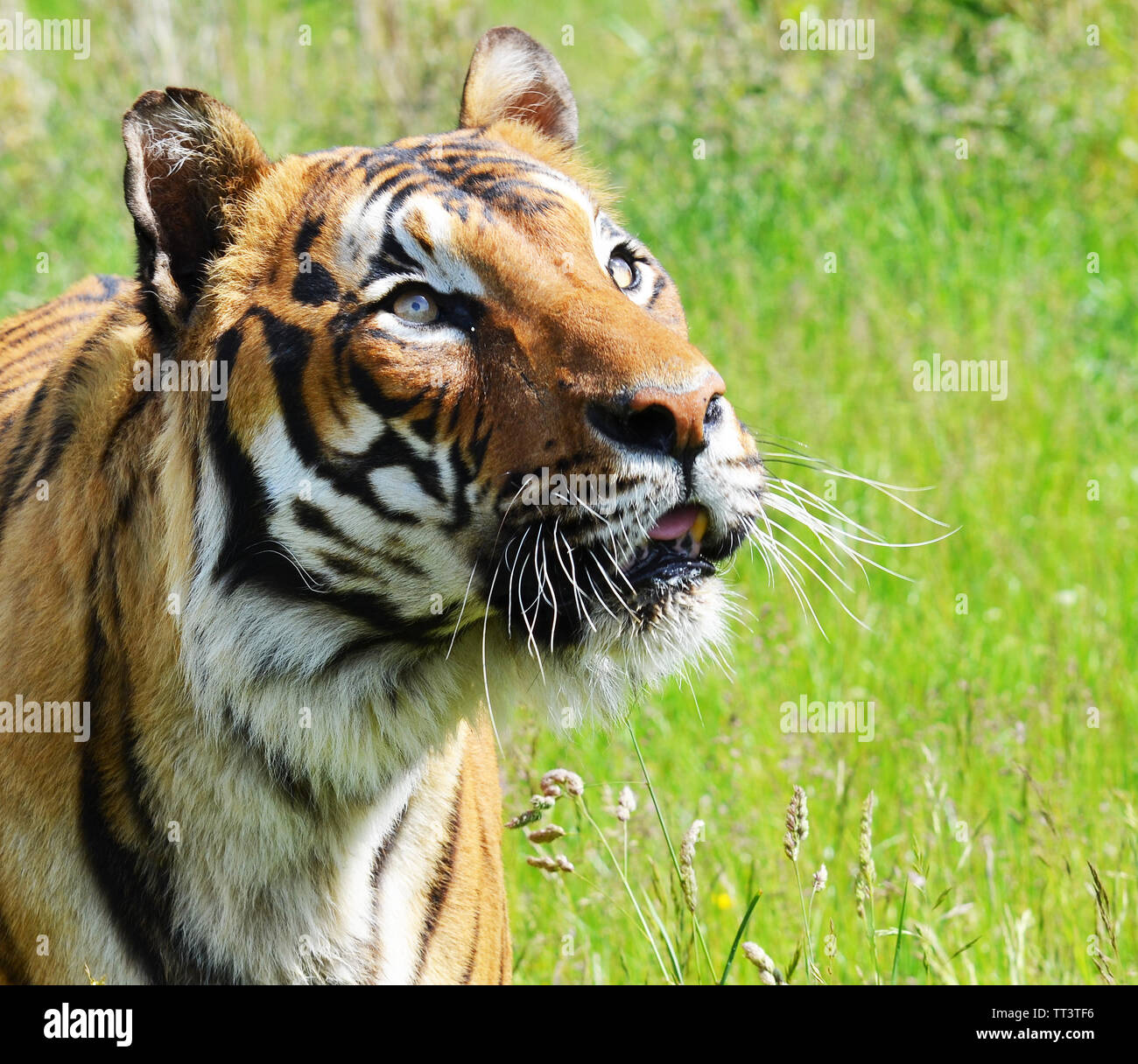 Tigre de malaisie panthera tigris jacksoni Banque de photographies et d ...