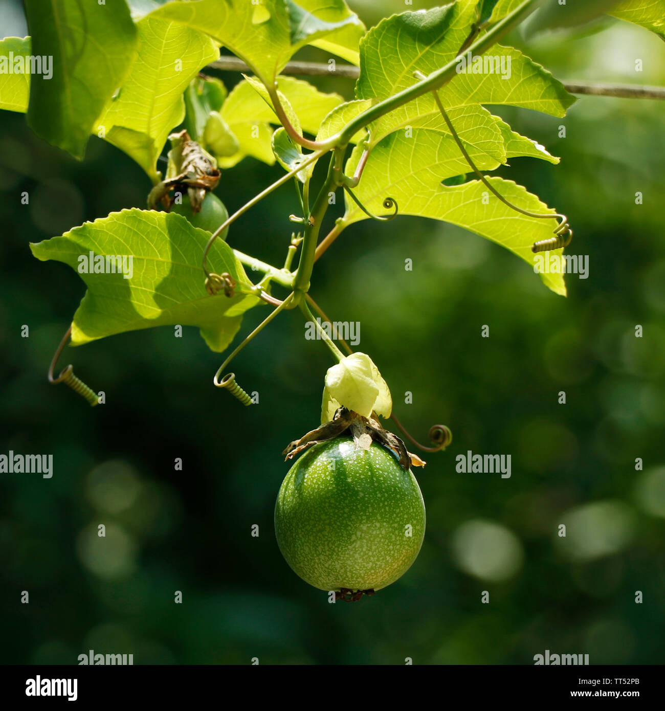 Fruit de la passion jaune sur la vigne, le fruit de la passion est le ...