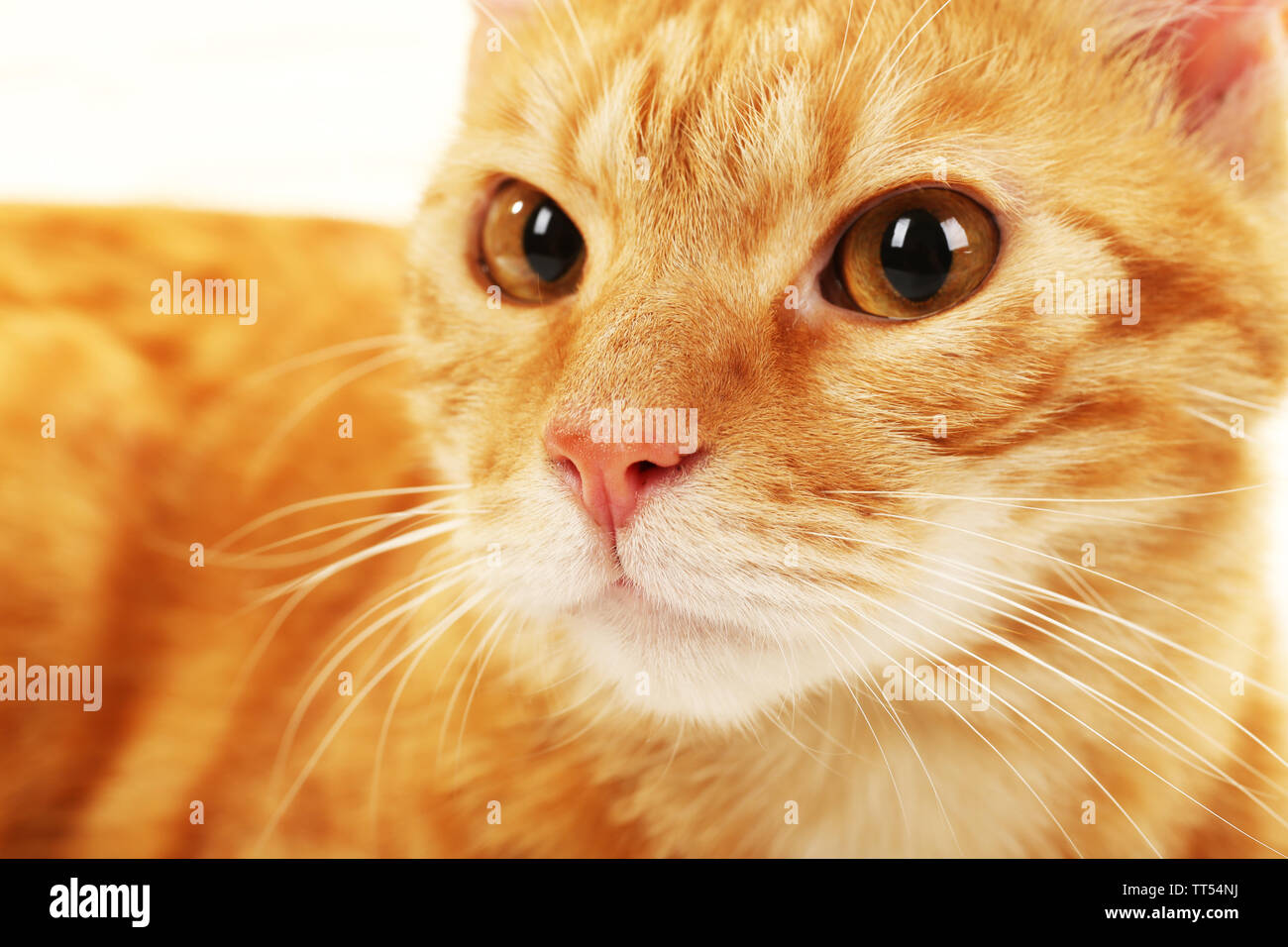 Chat rouge Banque de photographies et d’images à haute résolution - Alamy