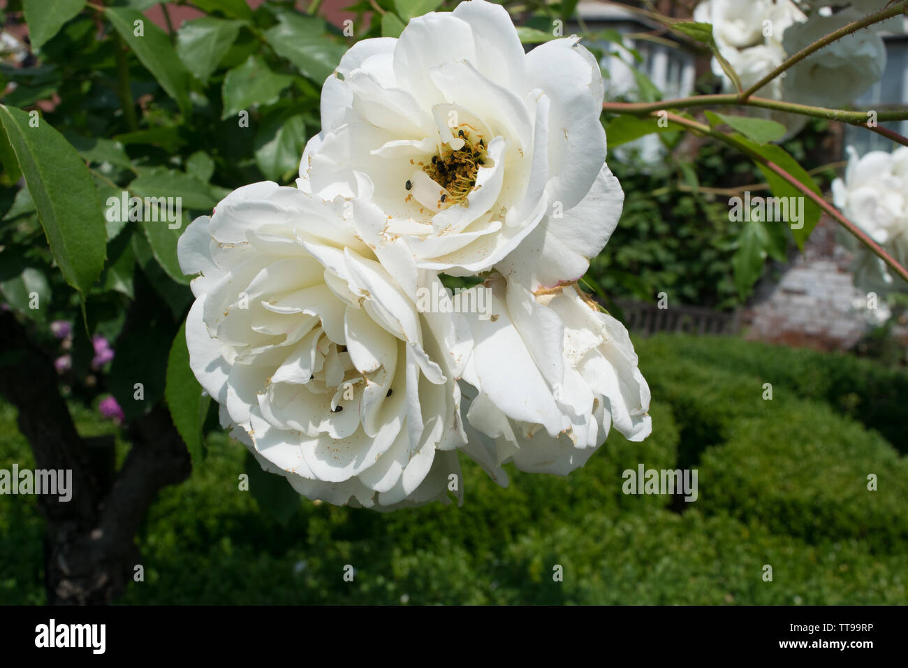 épine de roses Banque de photographies et d’images à haute résolution ...