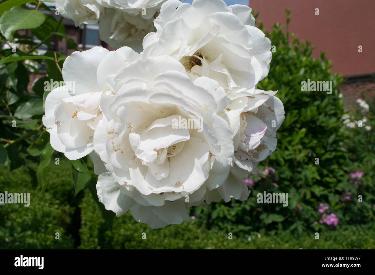épine de roses Banque de photographies et d’images à haute résolution ...