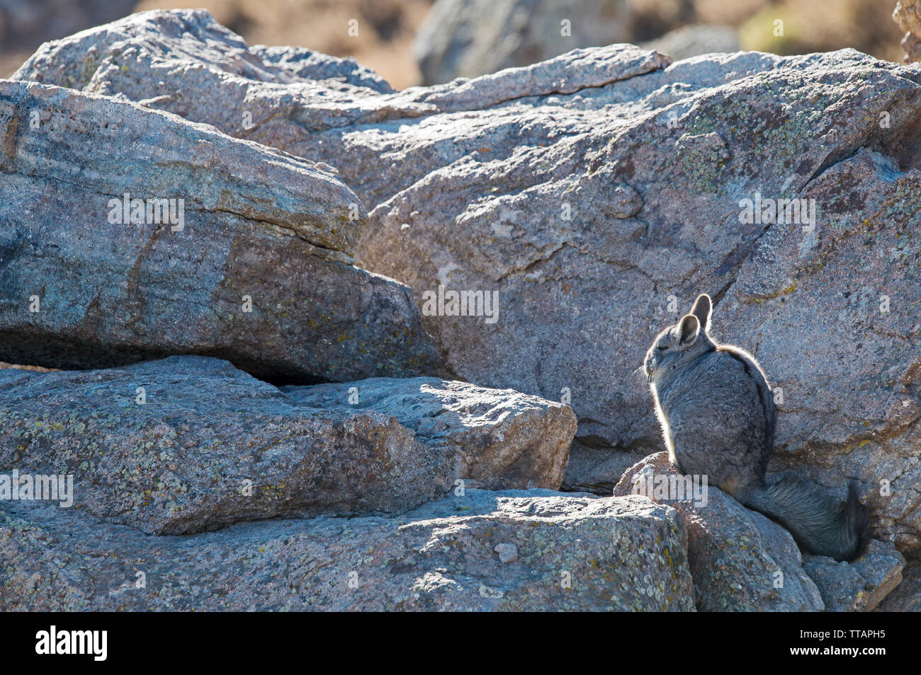 Lagidium de viscacha de montagne Banque de photographies et d’images à ...