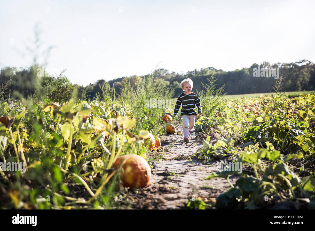 Champ plein de citrouilles Banque de photographies et d’images à haute ...