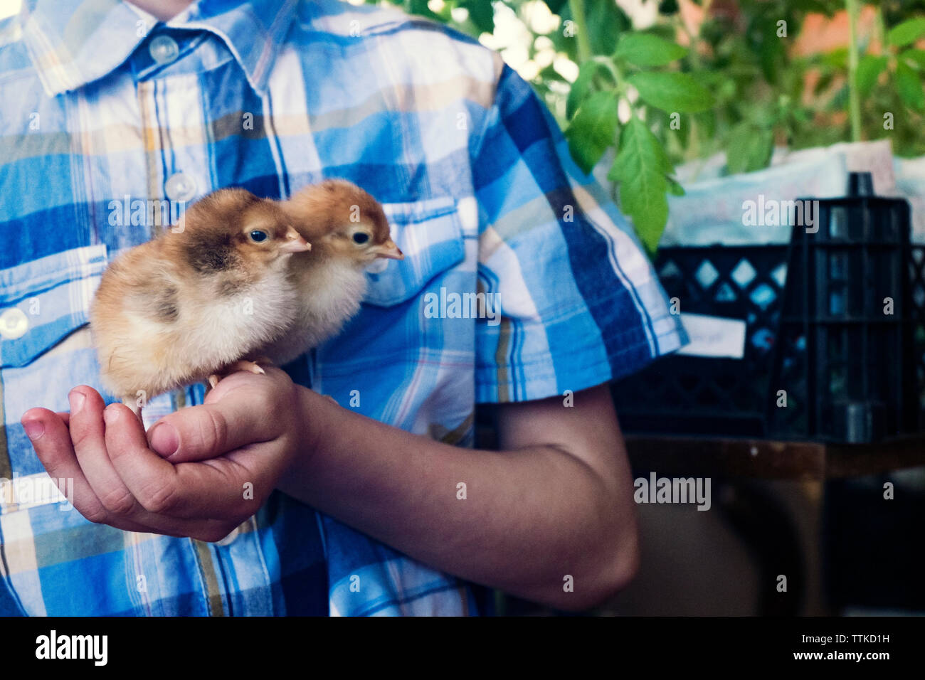 Baby chickens Banque de photographies et d’images à haute résolution ...