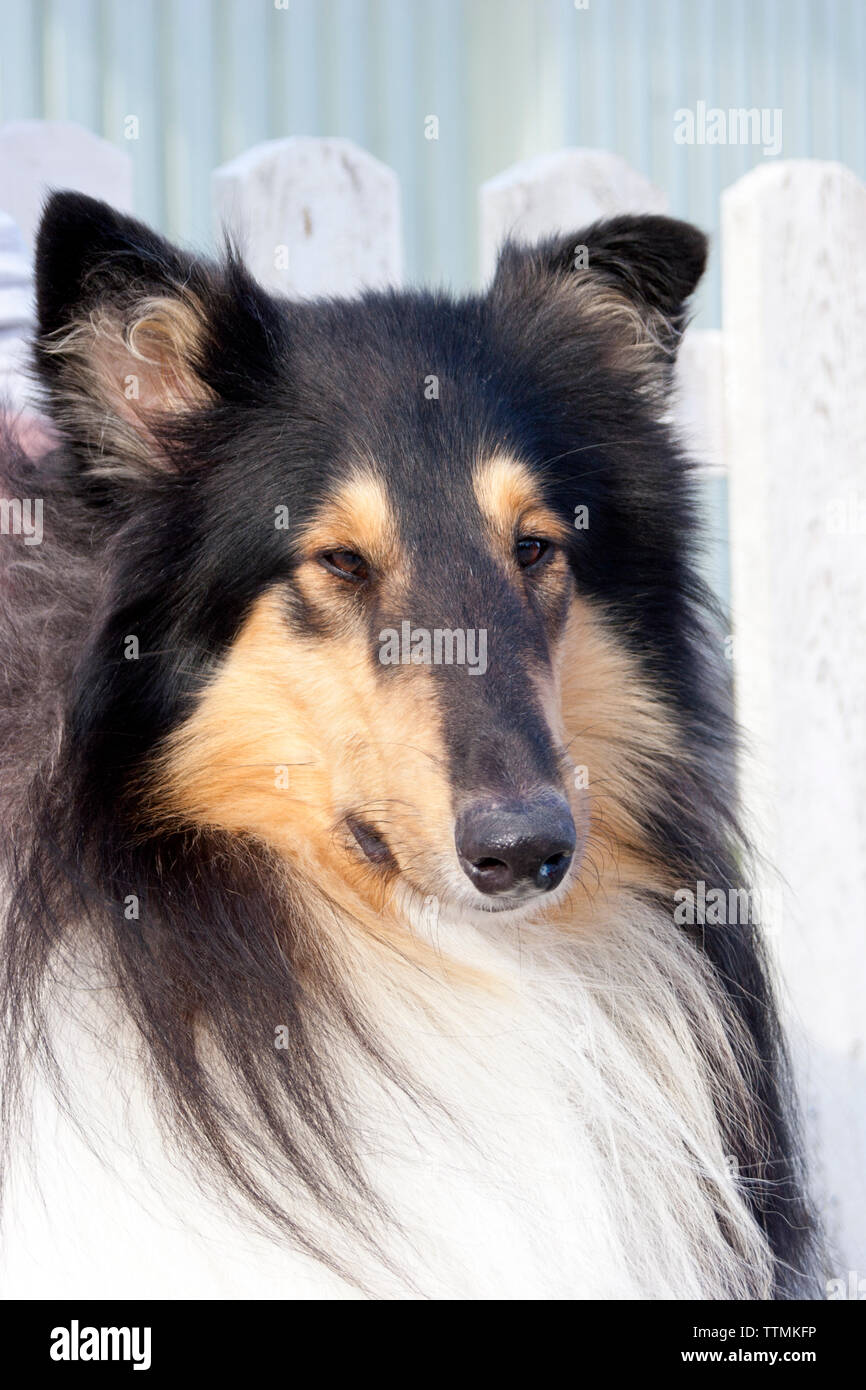 Scotch collie adulte chien debout Banque de photographies et d’images à ...