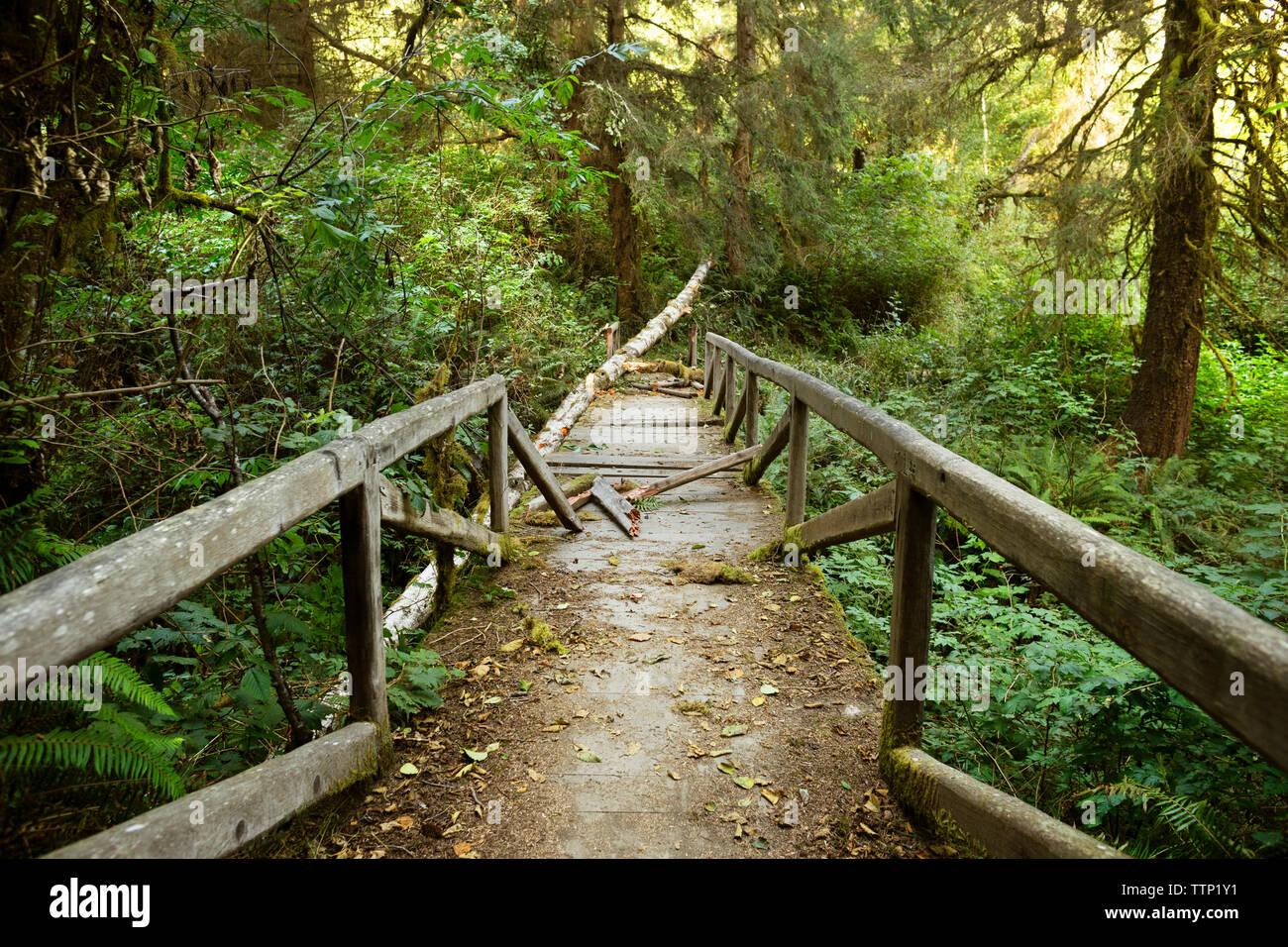 Vieux pont forestier abandonné Banque de photographies et d’images à ...