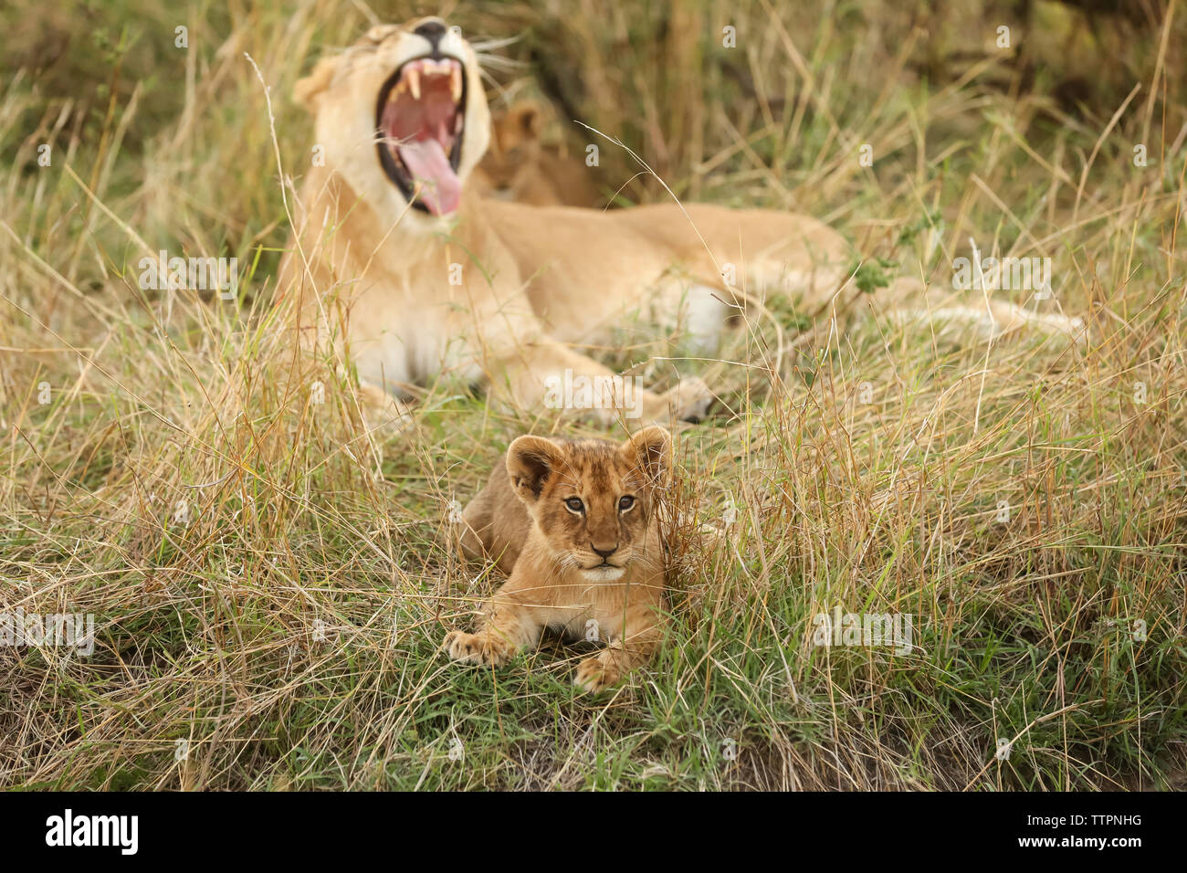 Lionceau Sur Lionne Banque d'image et photos - Alamy